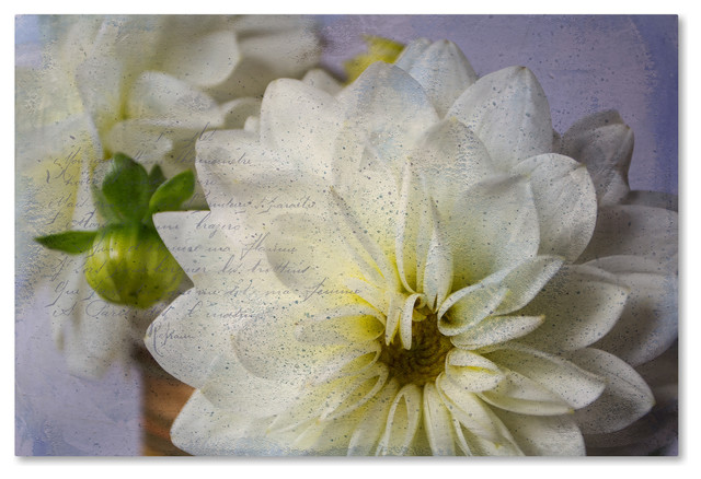 Bob Rouse 'White Beauty' Canvas Art, 12"x19" - Contemporary - Prints ...