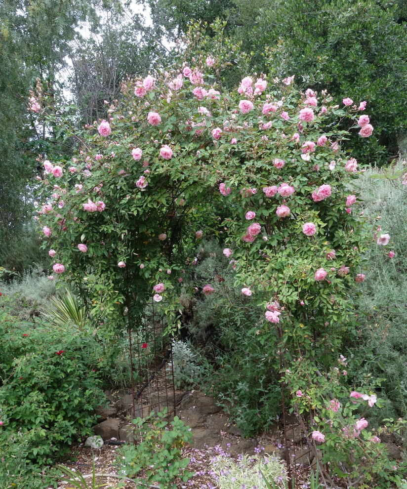 "Florence Bowers' Pink Tea" update