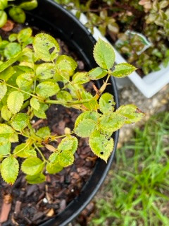 Foliage Problem | Houzz Forum