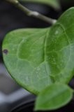 Purple spot on latifolia leaf