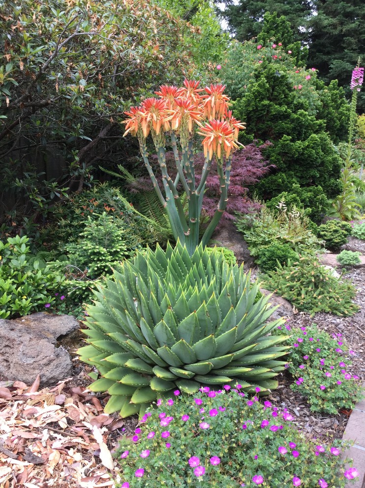 Spiral Aloe blooming