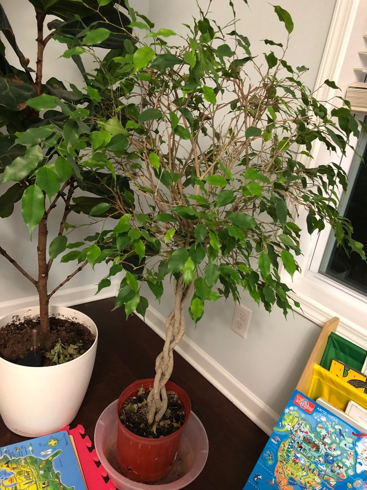 Ficus Benjamina tree keeps dropping leaves | Houzz Forum