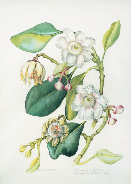 Botanical Art Offers a Glimpse of Brazil’s Magical Flora