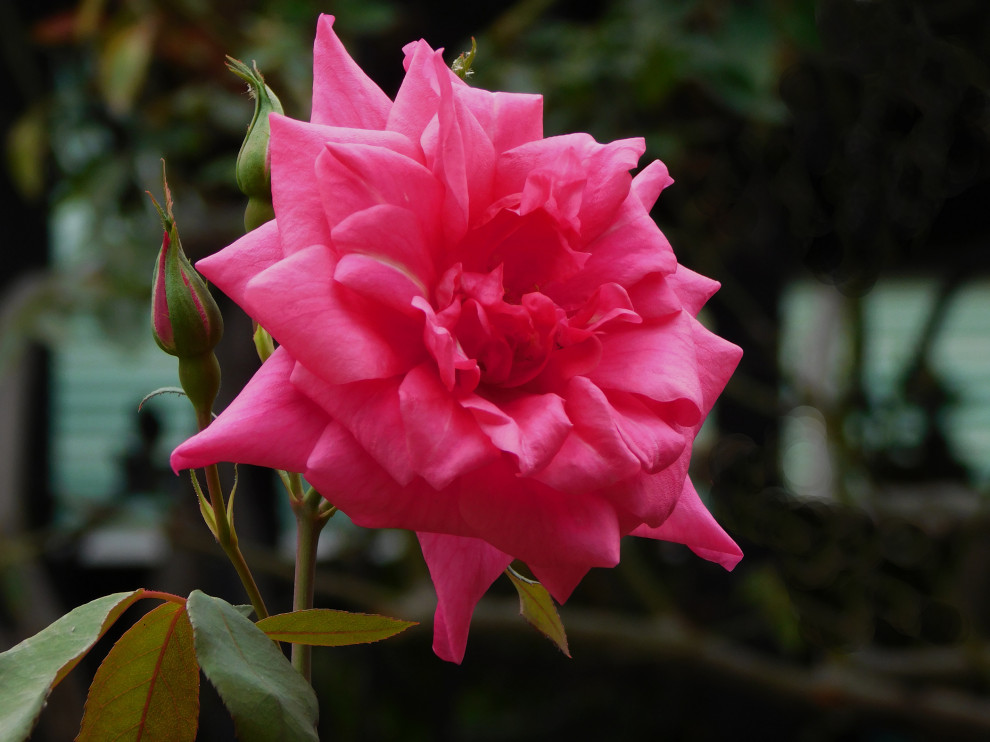 "Lady Ann Kidwell"