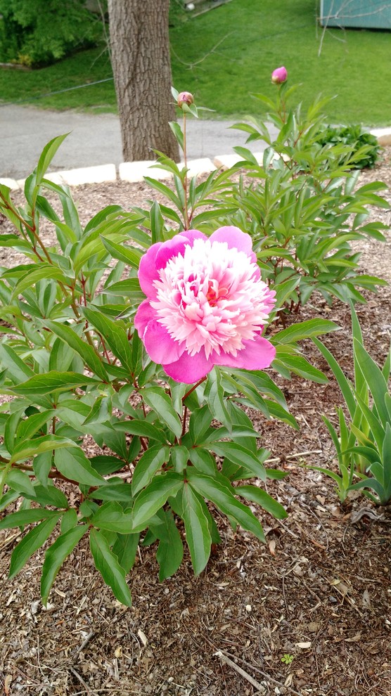 Peony ID?