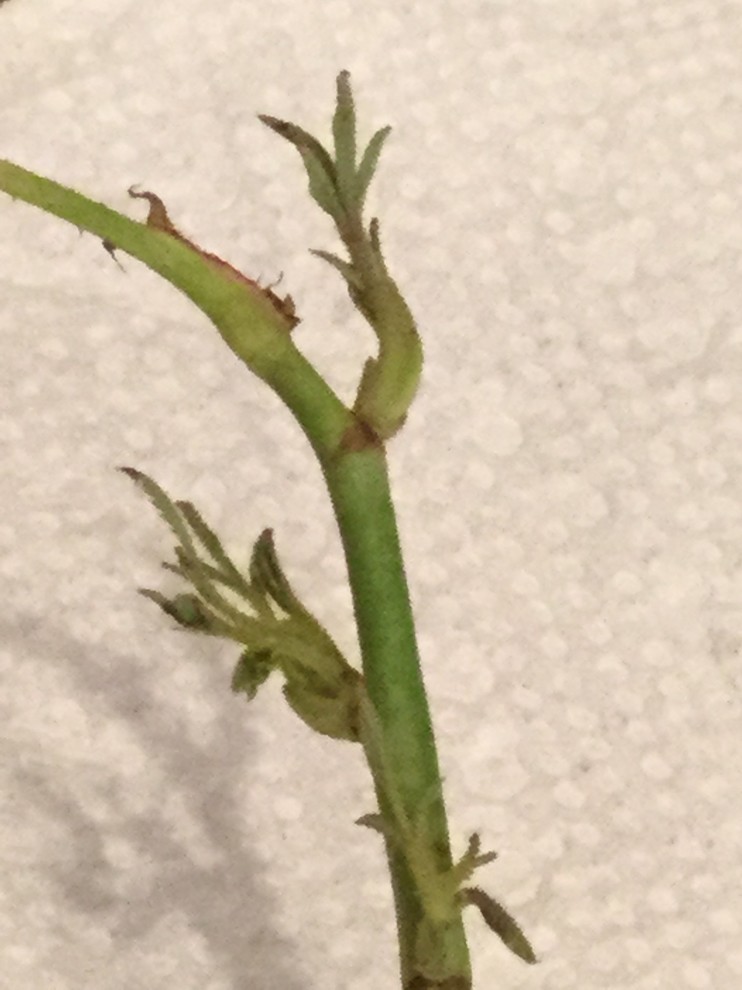 Does this look like rose rosette?