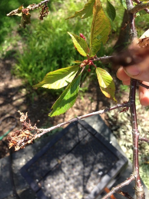Identify cherry tree disease
