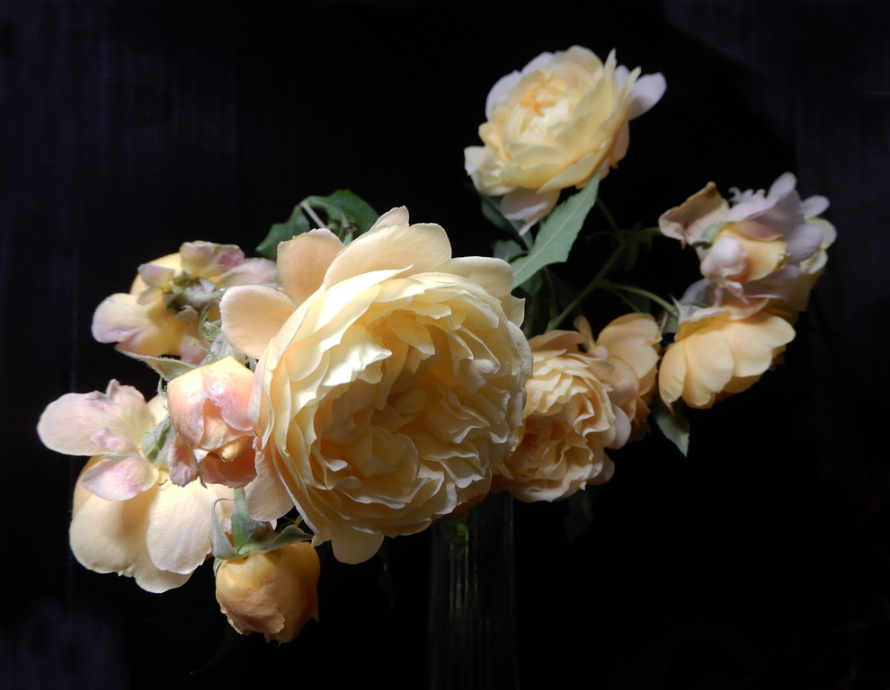 Paul Barden Hybrid Musk Rose