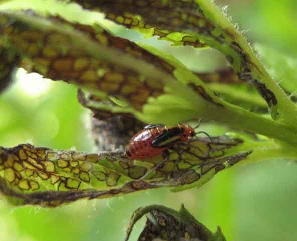 ID this, pls: a red insect is eating my mint | Houzz Forum