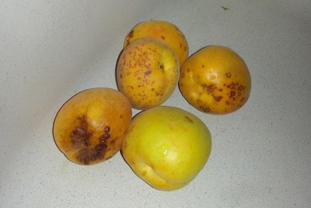 Are Apricots from my tree good to eat with these brown spots?