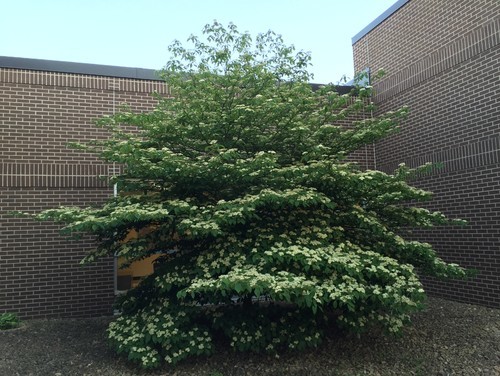 Small airy tree for backyard birdwatching
