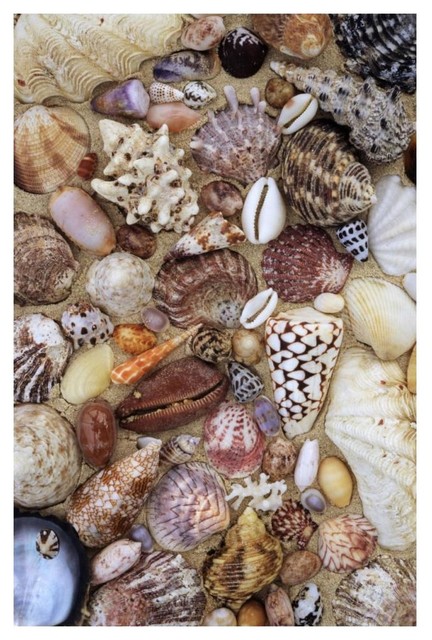 Various Conch, Cowry, Clam And Other Marine Shells-Paper Art, 12"x18 ...