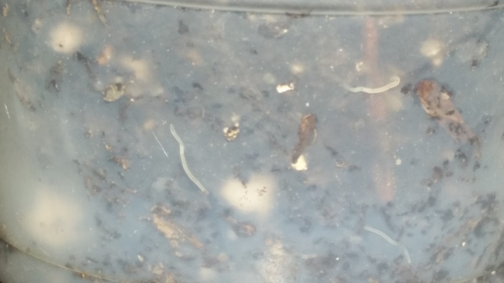 What are these transparent worms?