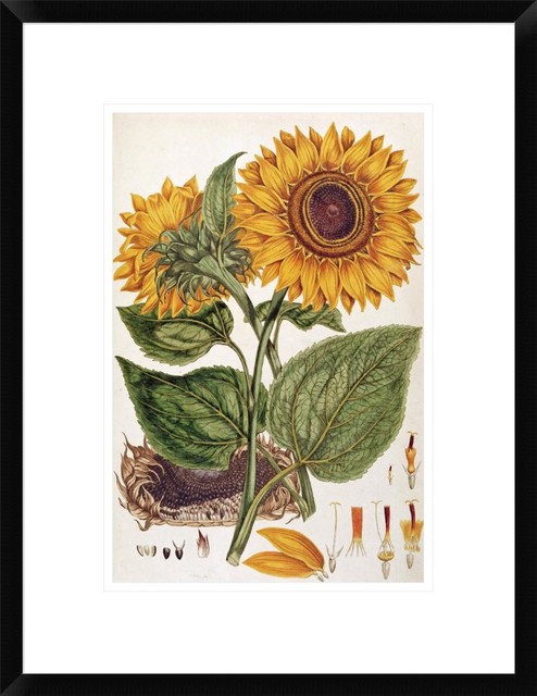 "Sunflower" Framed Digital Print by John Miller, 18"x24", 16.7" x 22 ...