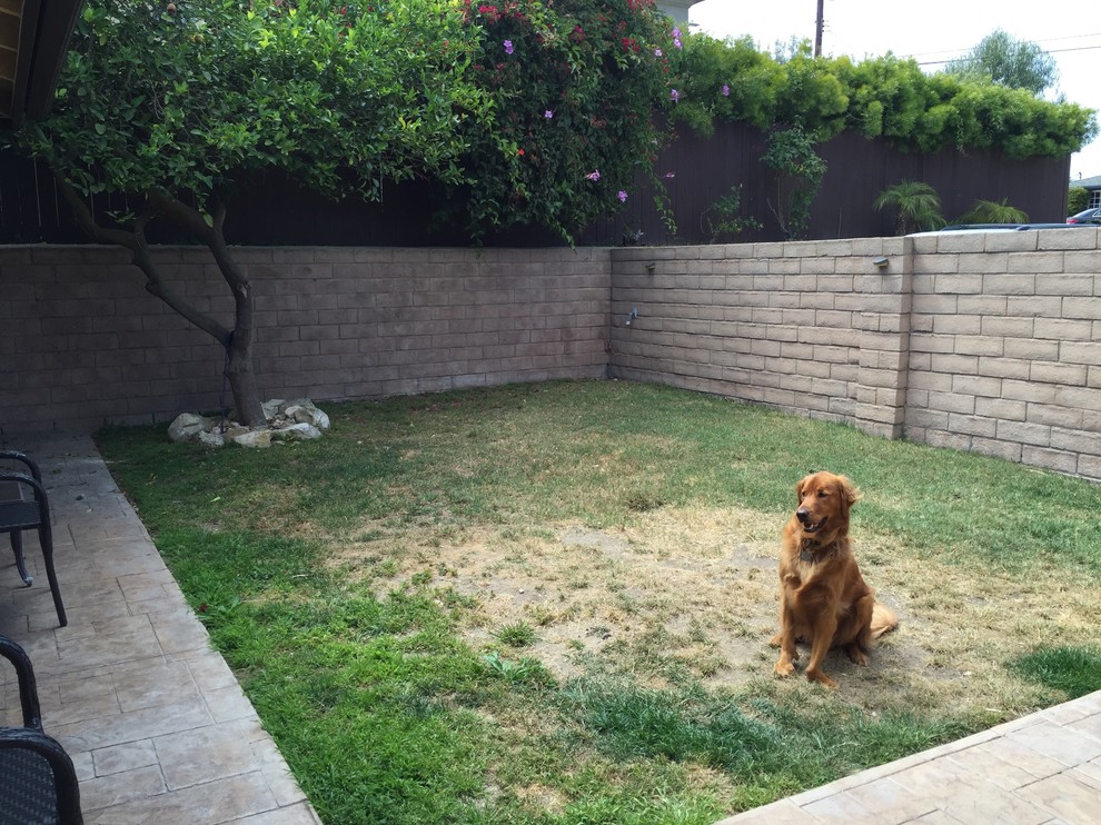 Dog Friendly Courtyard Advice | Houzz Forum