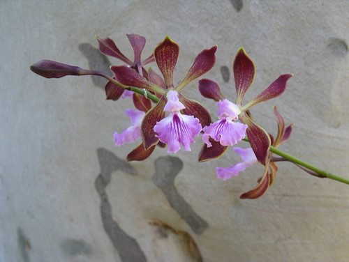Encyclia phoenicea