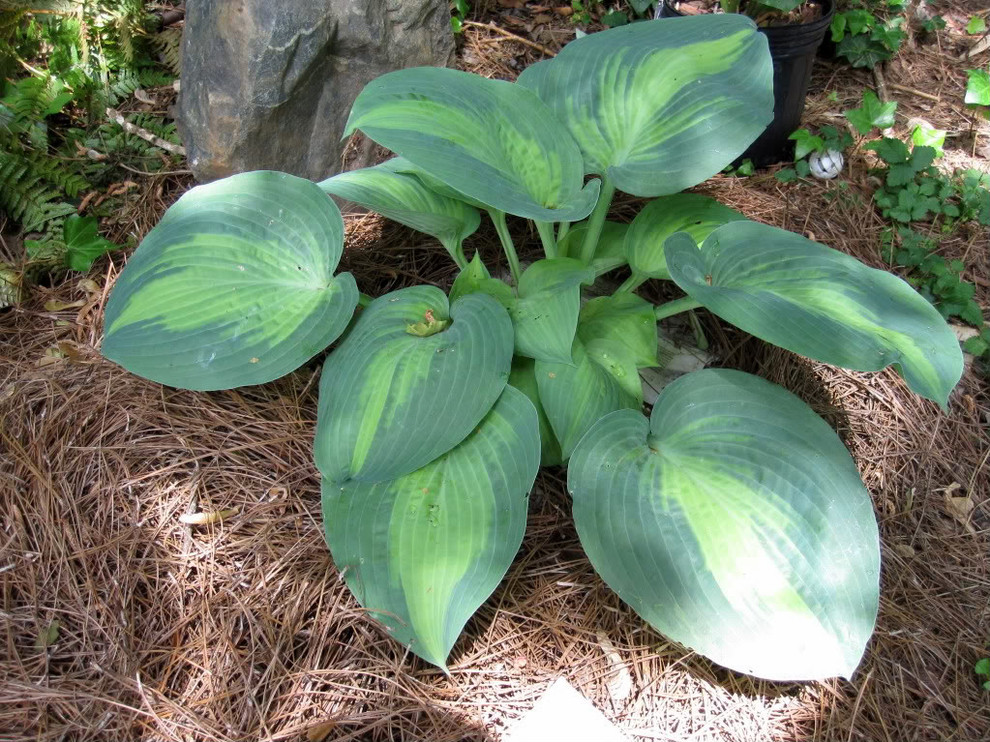 What is your favorite under-rated hosta