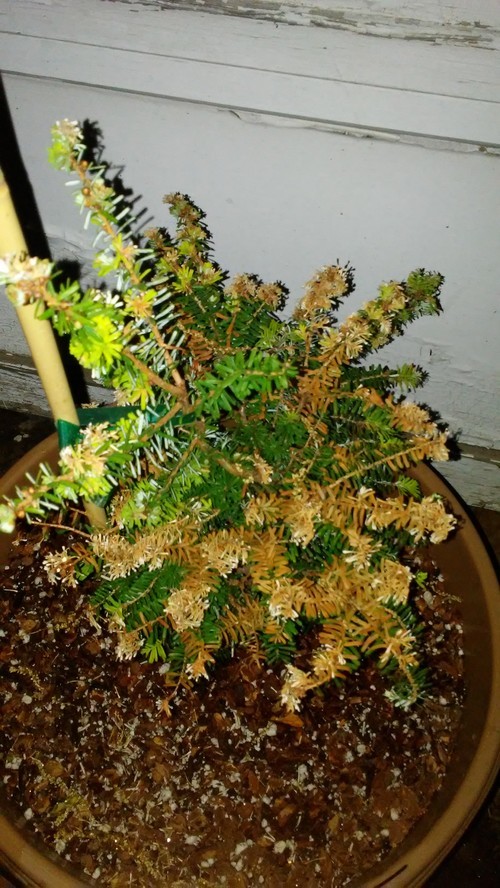 Is anyone growing a tsuga sieboldii(southern Japanese hemlock)