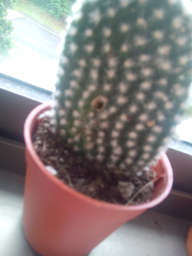 My cactus has a hole in it.