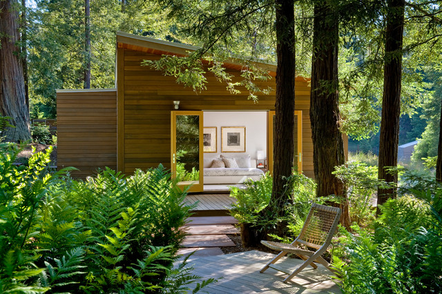 What to Plant Under Native Redwood Trees