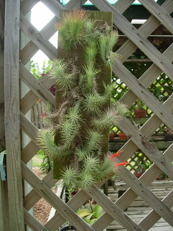 Here's my ' funky' plant!