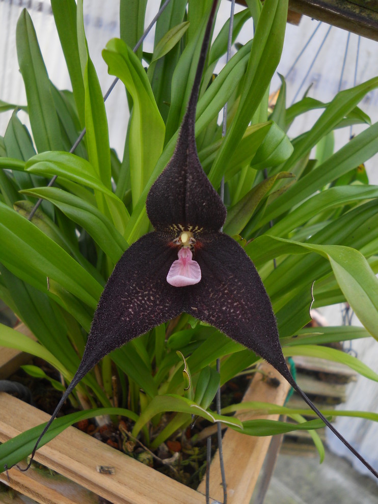 Dracula Raven (roezlii 'Cow Hollow 'x vampira 'Elena') 'Black Magic