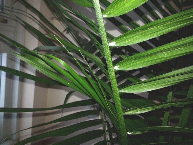 Majesty Palm - Mealy Bugs or Spider Mites?