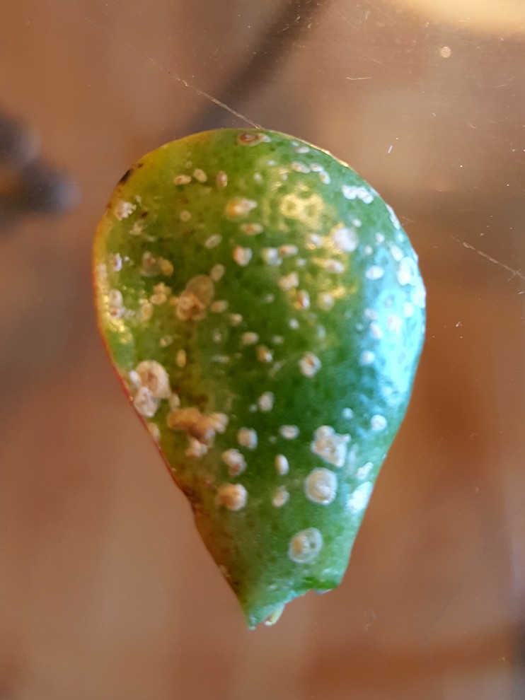 What is this on my Jade plant?