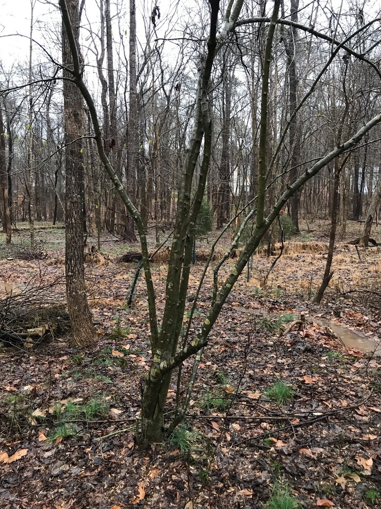 Small clustered trees