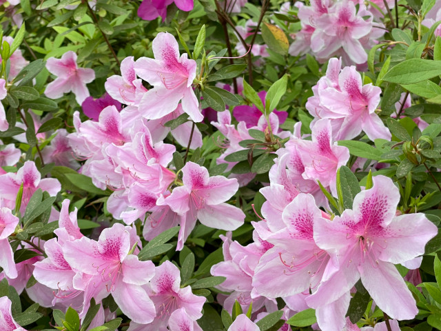 George Tabor azaleas - Contemporary - Garden - Charlotte - by Jay ...