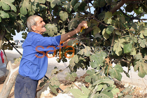 Pictures of Fig Trees of Palestine | Houzz Forum