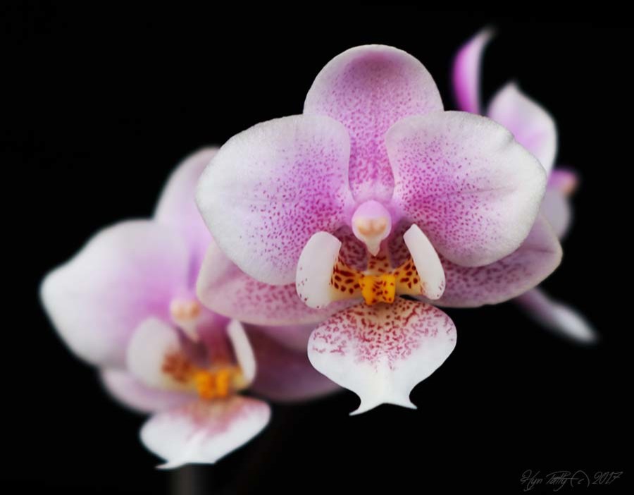 Mini Phalaenopsis Hybrids