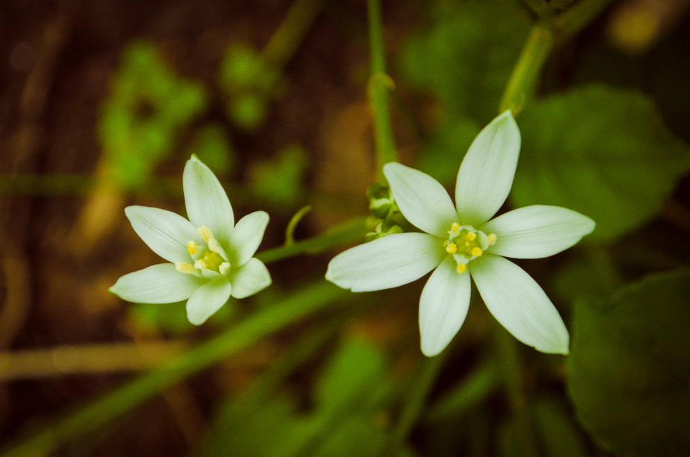 Wild Beauty Nature Photography, Floral Wall Art Print by Melissa Fague ...