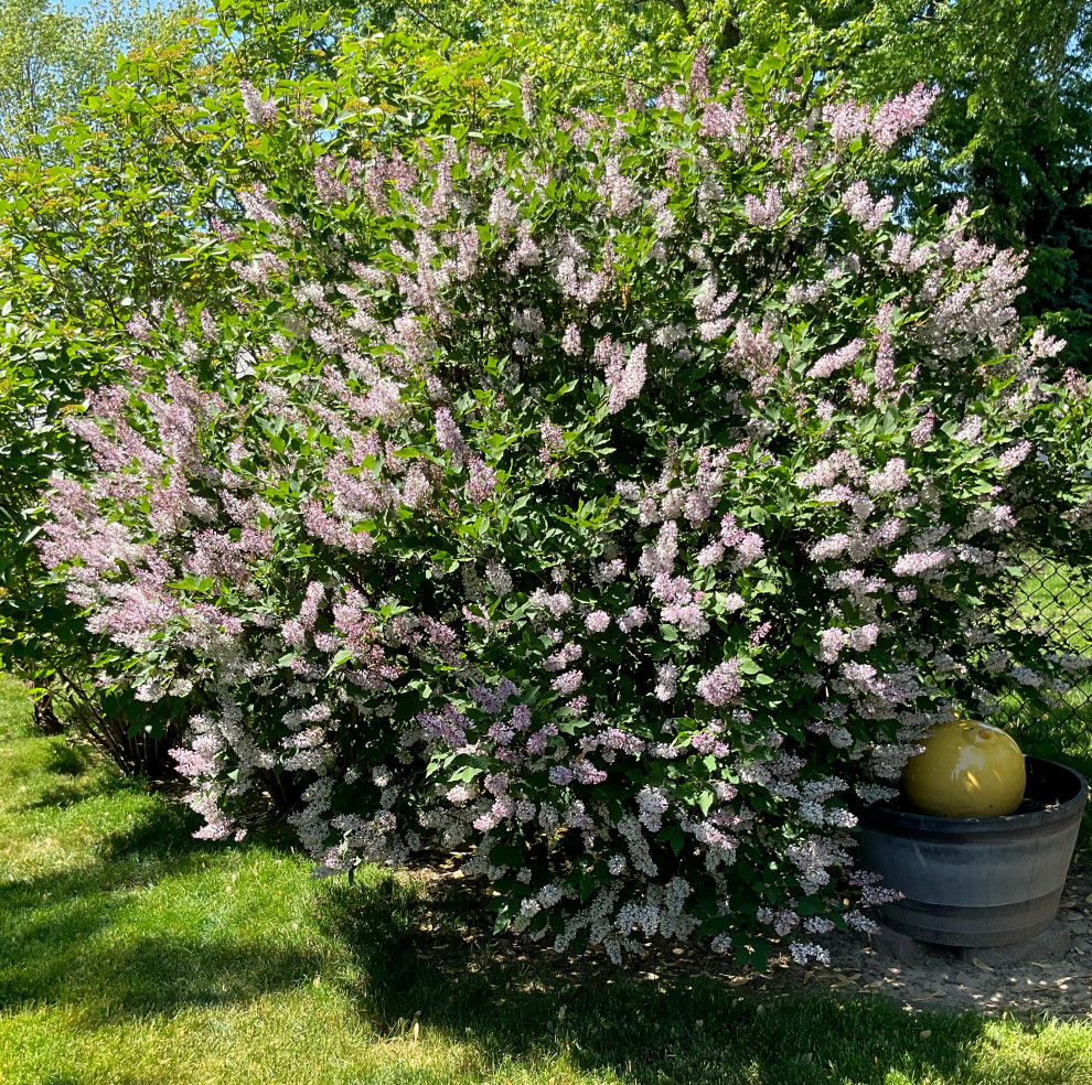 No scapes, flowering shrubs