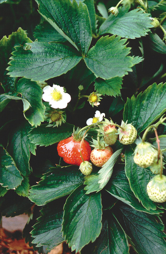 8 Delicious Strawberry Varieties to Grow at Home