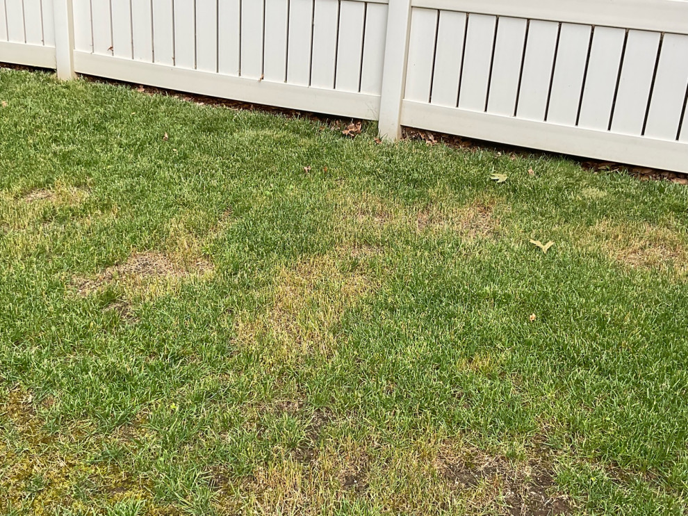 Grass turning brown