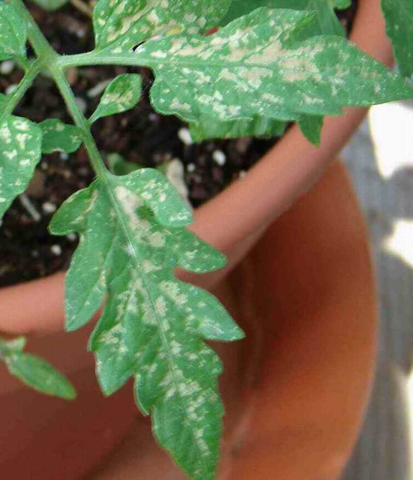 Brown freckled spots on leaves after 2 days of rain