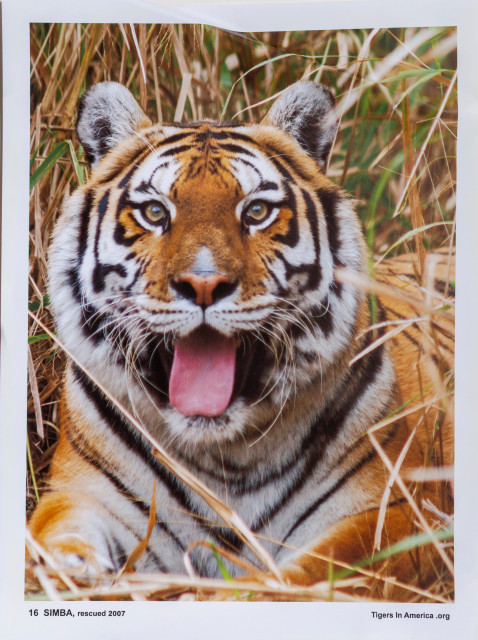 Tigers, America Simba, Unknown Artist Poster, 28x25 - Contemporary ...