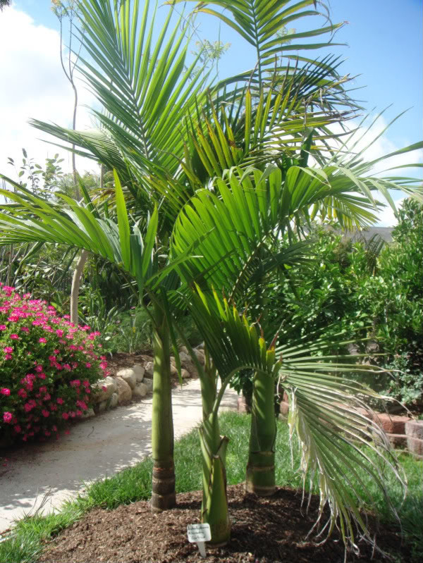 Spring photos of some palms in my yard