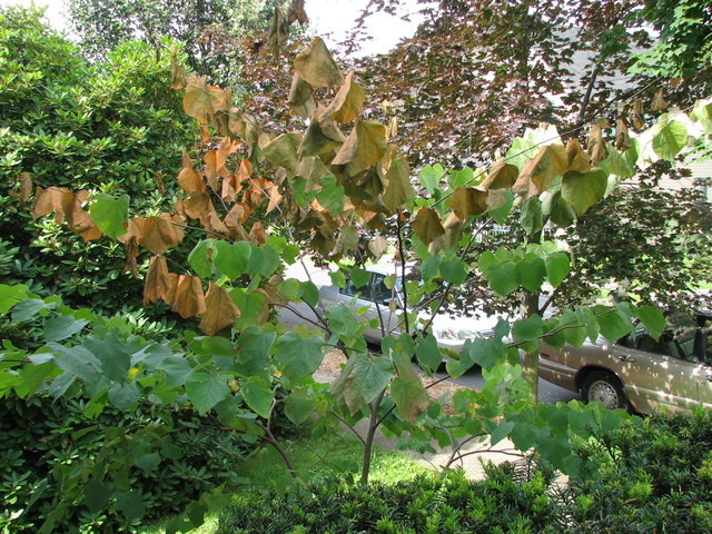 Red Bud tree problem