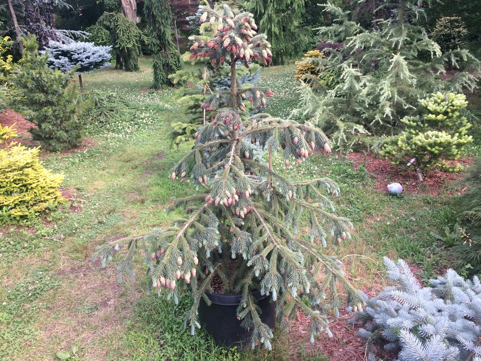 Browning branches on Picea Engelmannii Blue Magoo