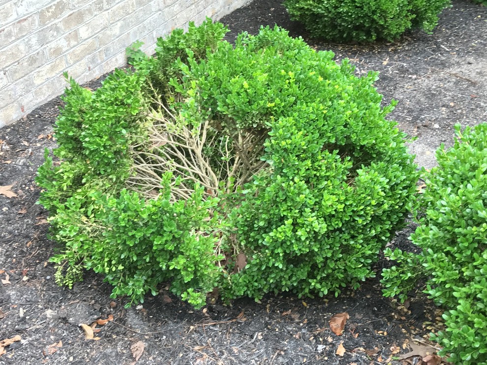 "Splayed" Hollies/Boxwoods (Winter Damage)