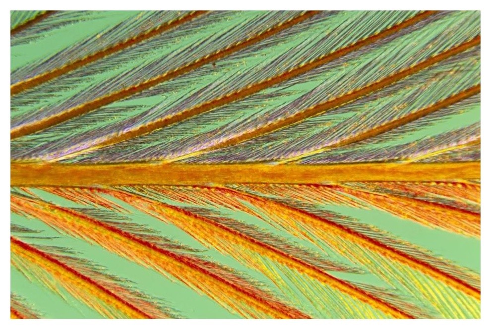 Close Up Of Feather Showing Barbules Branching Off From Barb And Tiny ...