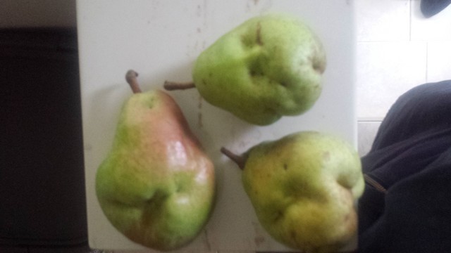 Deformed Pears - Stony Pit?