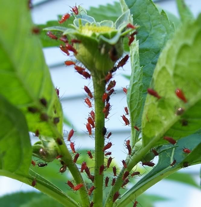 Red Aphids On Plants