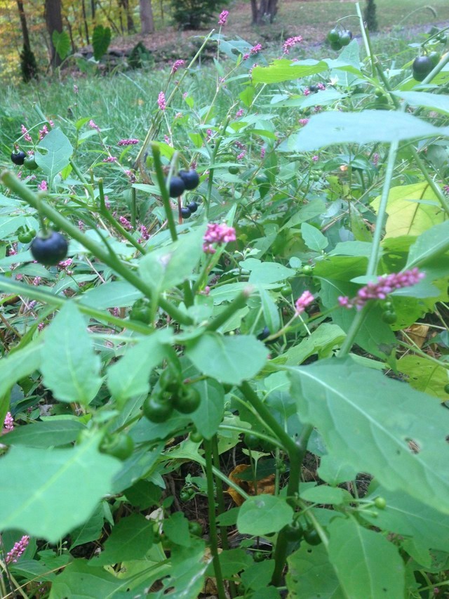 what is this evil plant?
