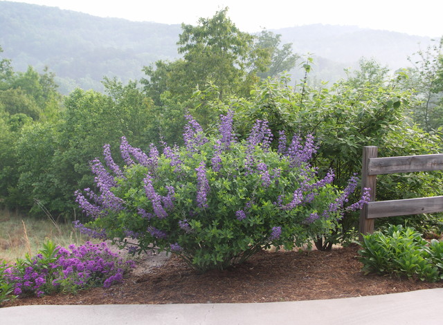South Carolina Native Plants (mostly!) - Traditional - Landscape ...
