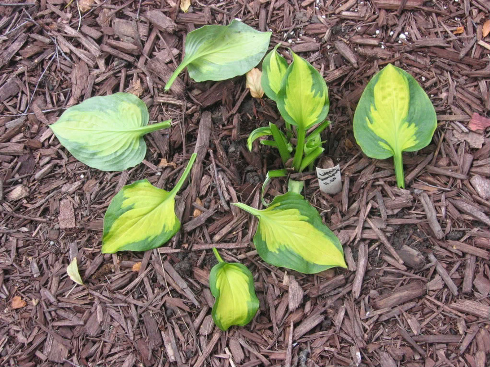 What would cause this Hosta Damage?