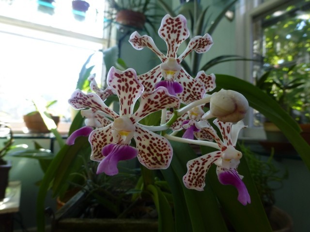 Vanda Tri color