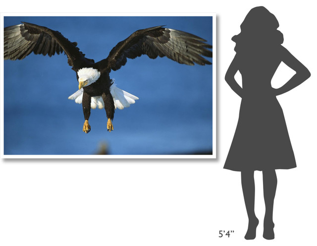 "Bald Eagle flying, Kenai Peninsula, Alaska" Paper Art, 20"x14", 62"x42 ...